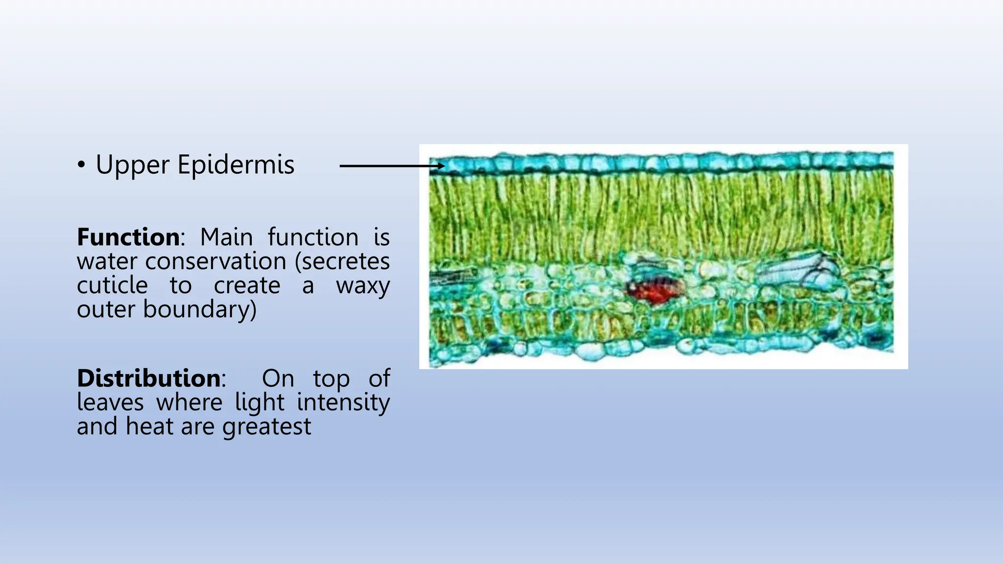 structure of leaf.pptx