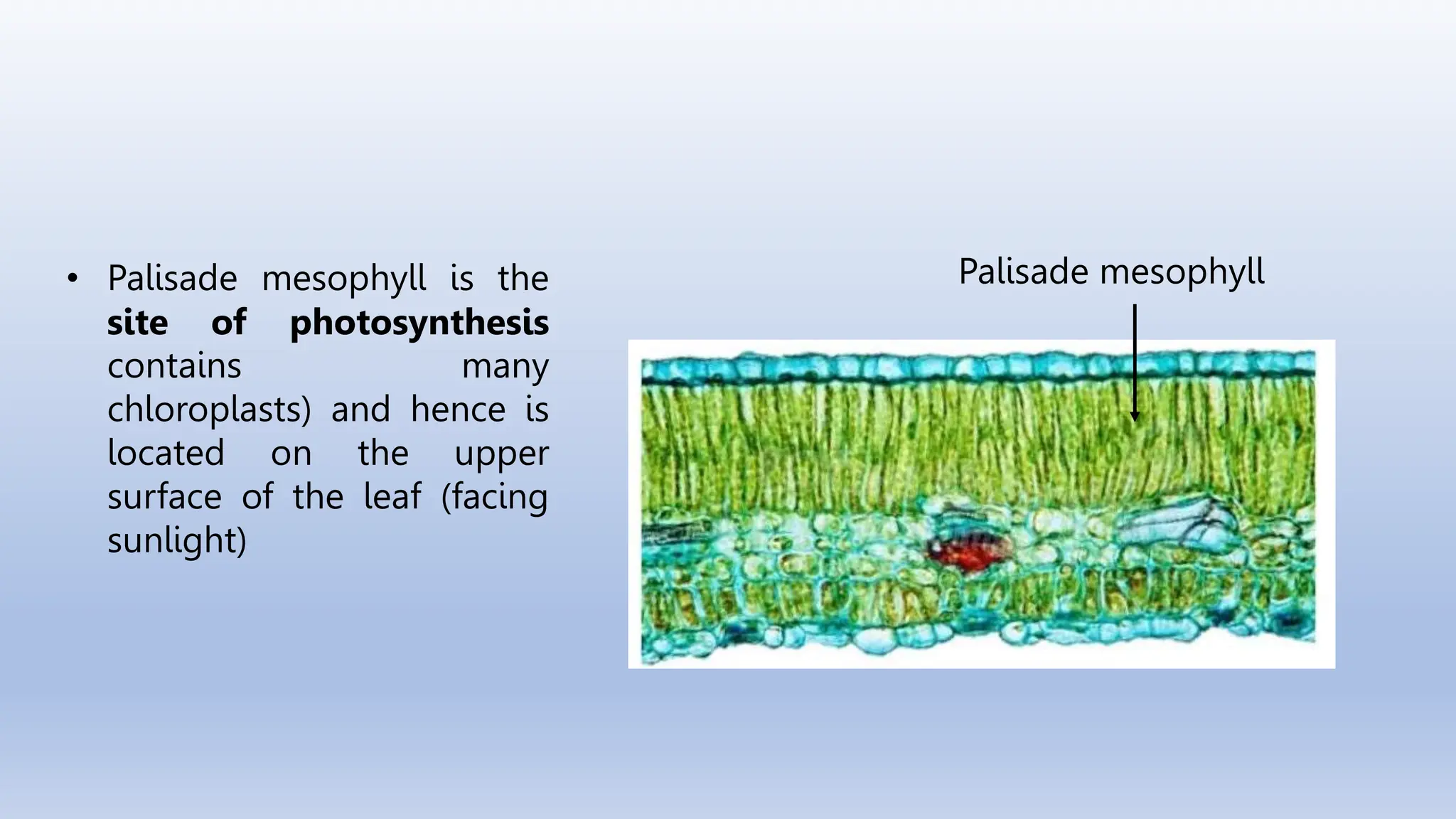 structure of leaf.pptx