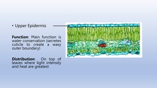 structure of leaf.pptx