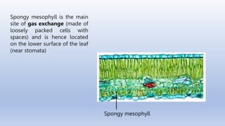 structure of leaf.pptx
