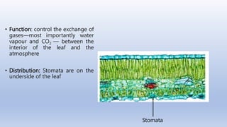 structure of leaf.pptx