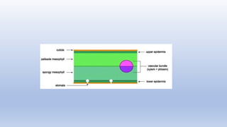 structure of leaf.pptx
