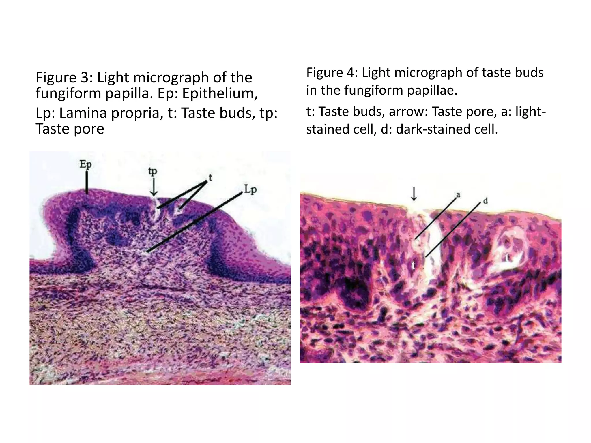 Structure of lingual papillae on | PPTX