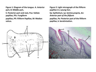 Structure of lingual papillae on | PPTX