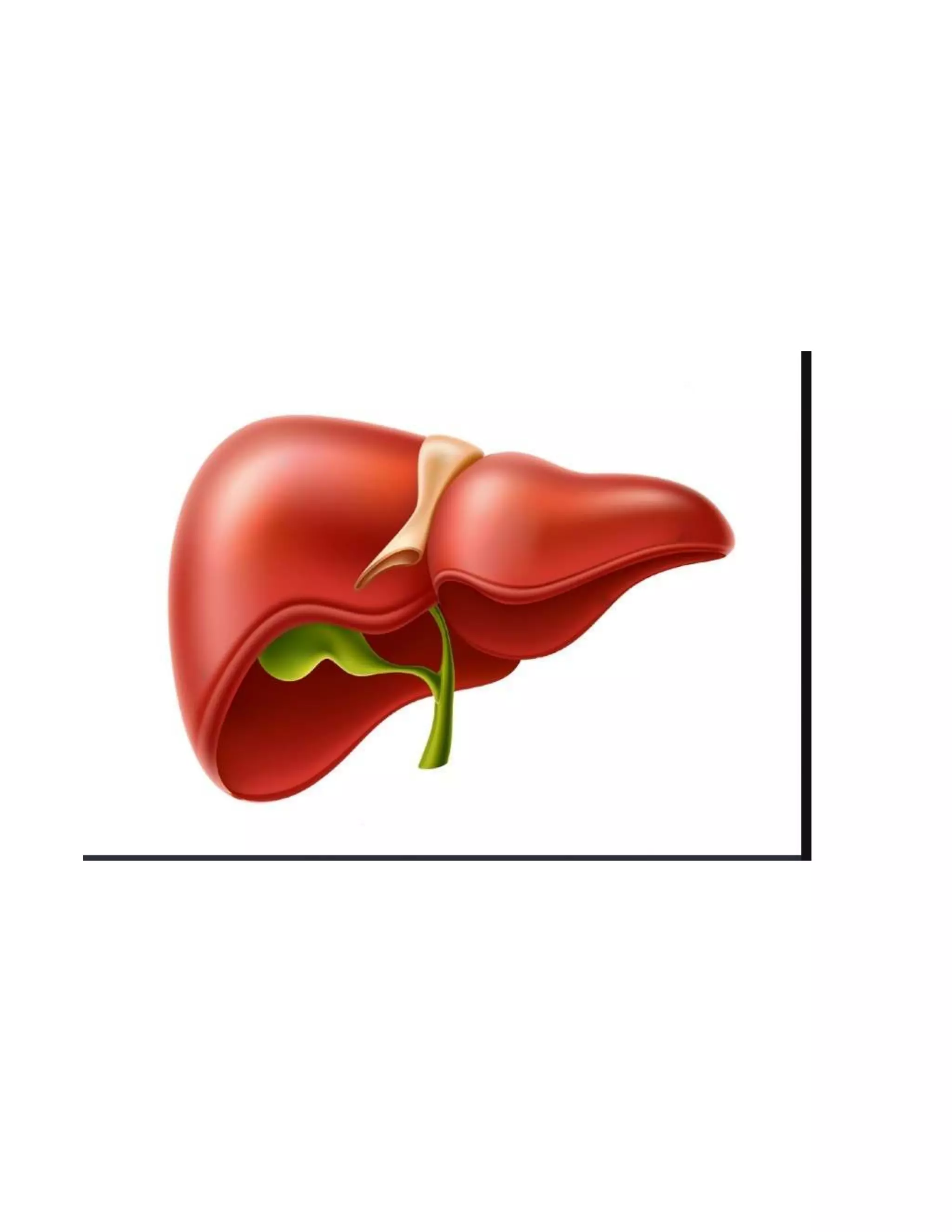 structure of liver.docx