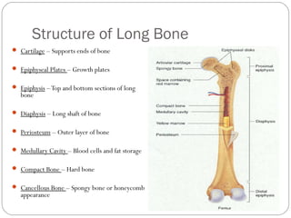 Anatomy Of Typical Long Bone