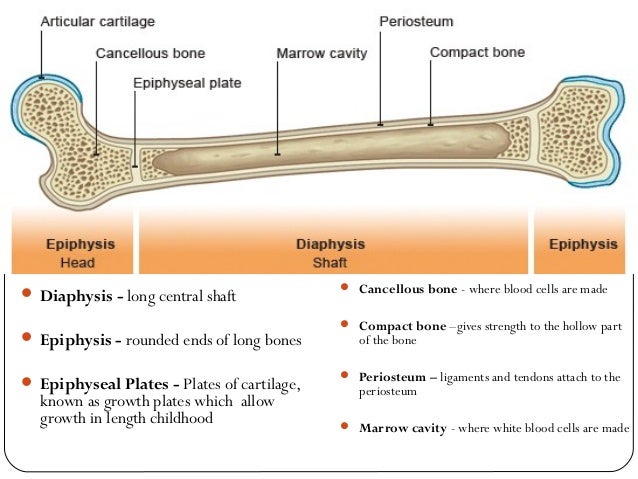Long Bone With Diagram Anatomy Of Long Bone Diagram A Typical Gross B Long Bone With Diagram Anatomy Of Long Bone Diagram A Typical Gross B