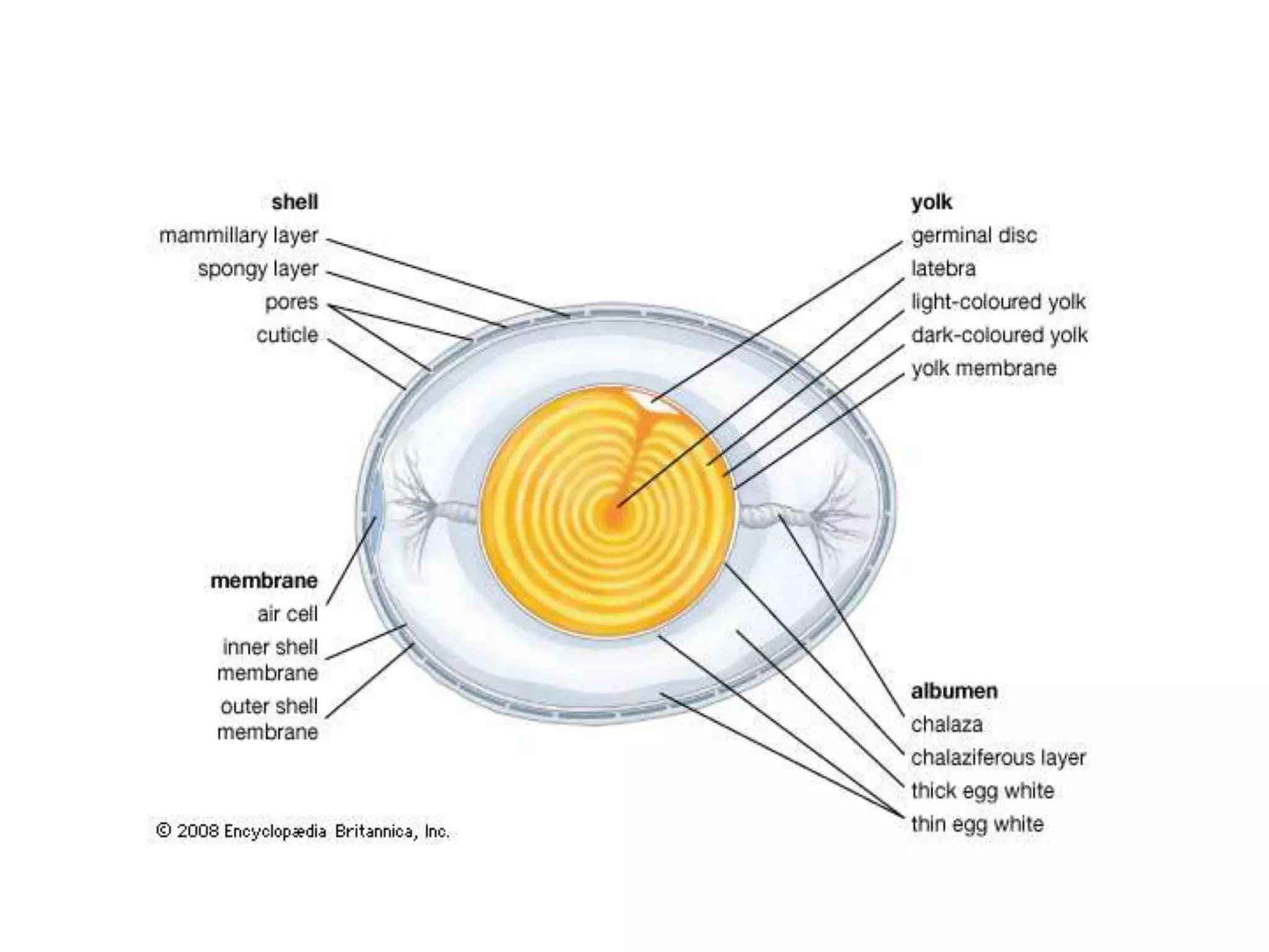 Structure of mature ovum | PPTX