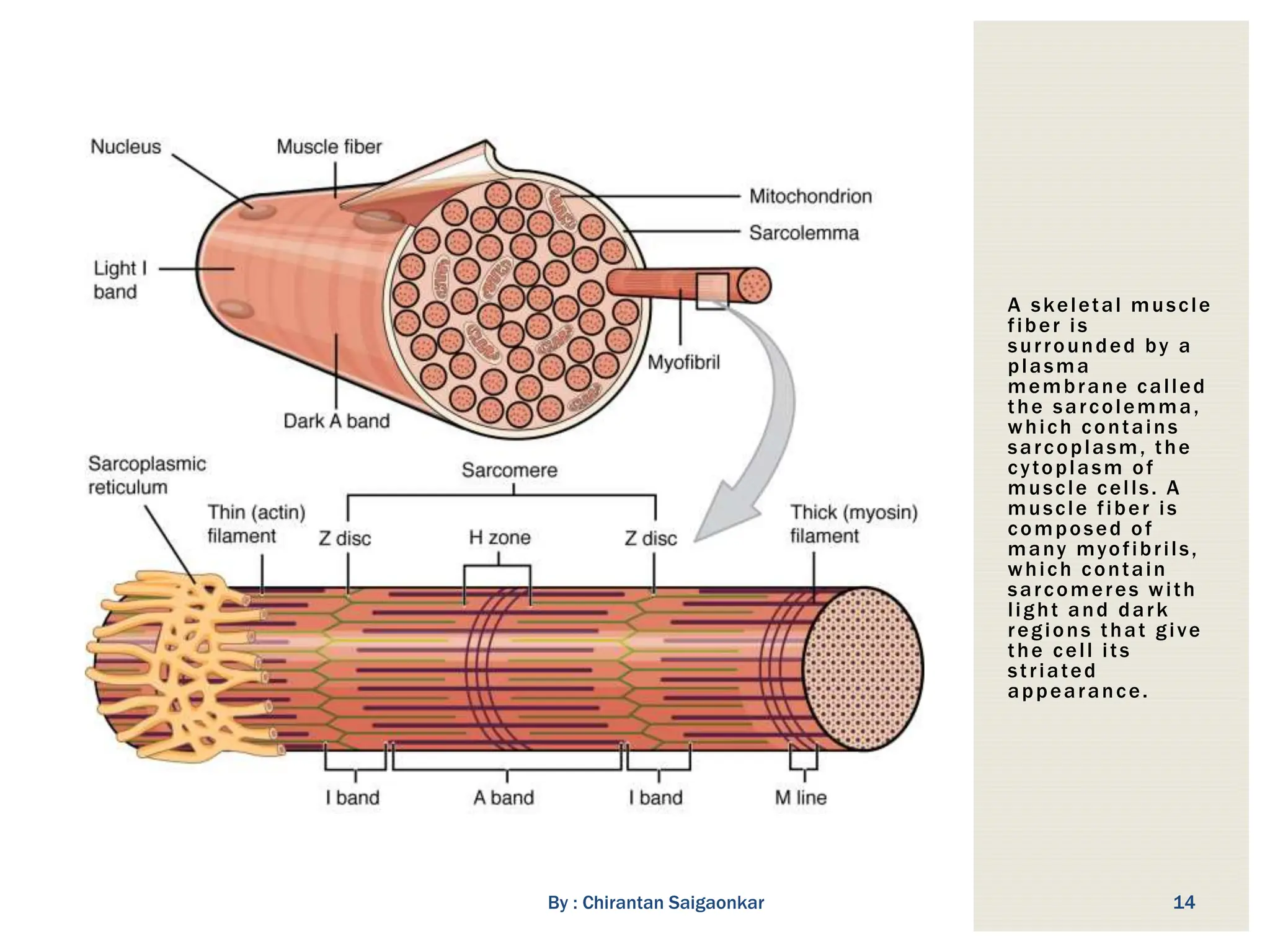 STRUCTURE OF MEAT MUSCLE AND ASSOCIATED TISSUES.pptx
