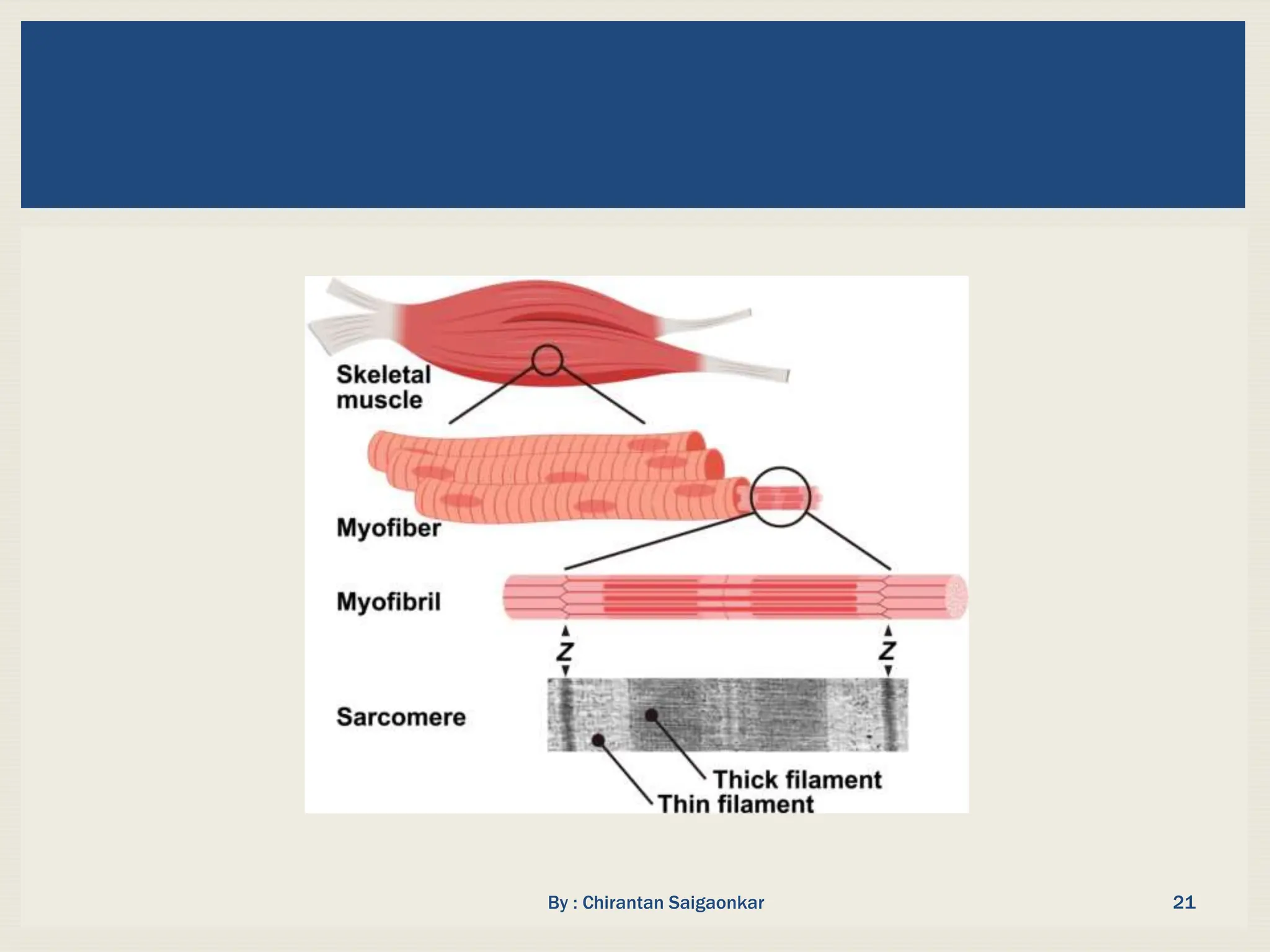 STRUCTURE OF MEAT MUSCLE AND ASSOCIATED TISSUES.pptx