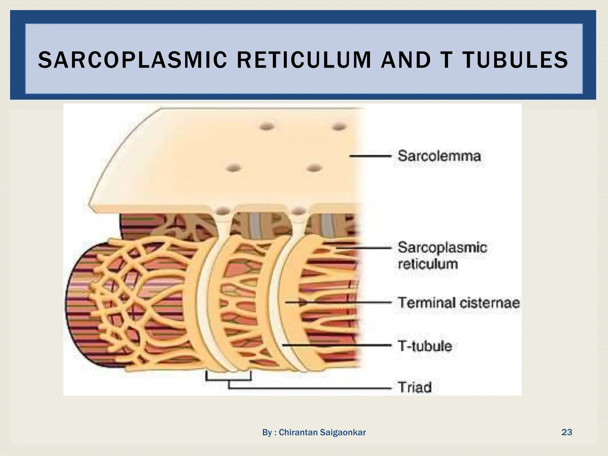 STRUCTURE OF MEAT MUSCLE AND ASSOCIATED TISSUES.pptx