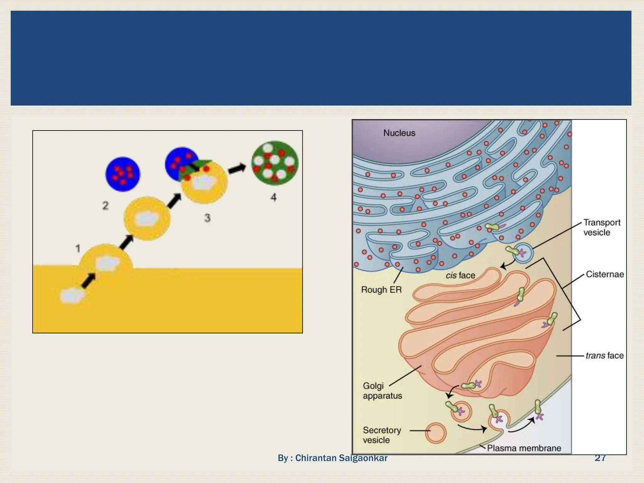 STRUCTURE OF MEAT MUSCLE AND ASSOCIATED TISSUES.pptx