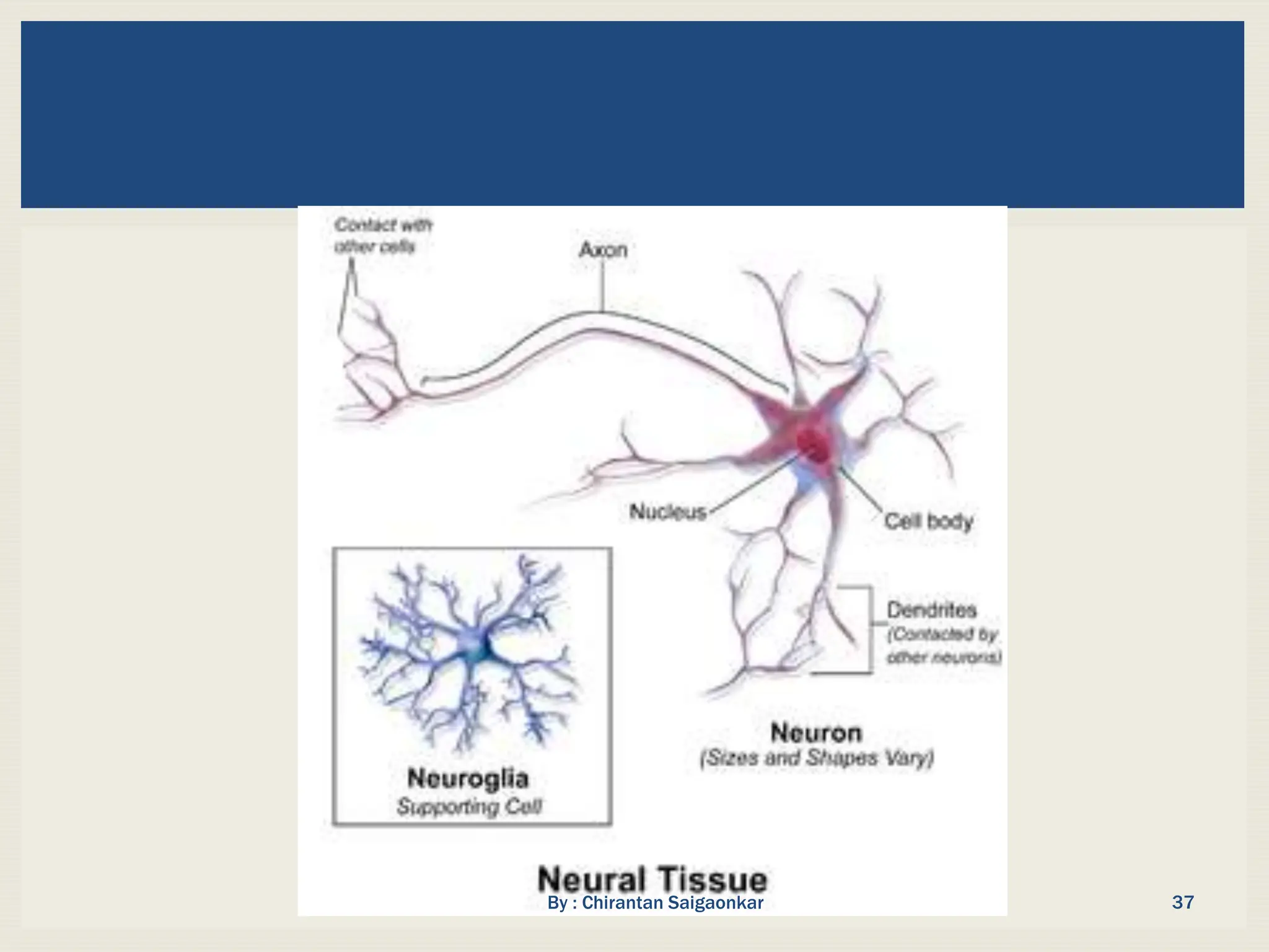 STRUCTURE OF MEAT MUSCLE AND ASSOCIATED TISSUES.pptx