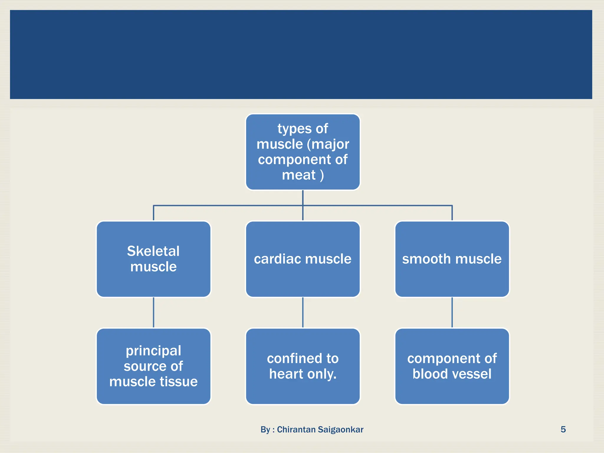 STRUCTURE OF MEAT MUSCLE AND ASSOCIATED TISSUES.pptx