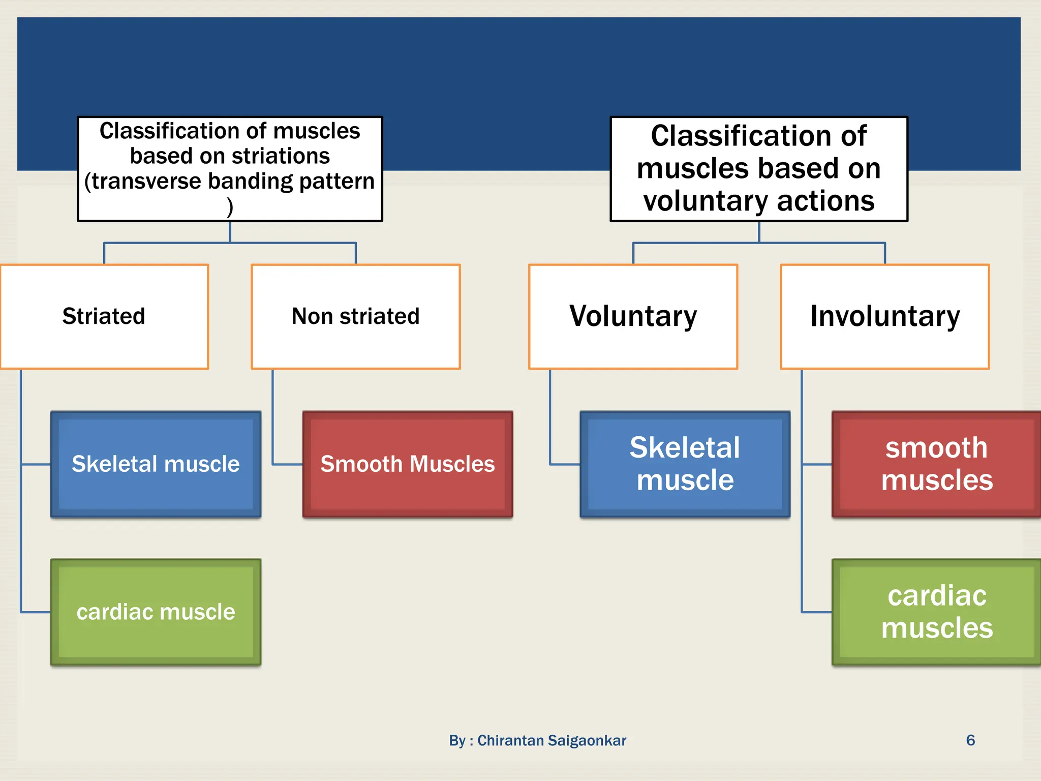 STRUCTURE OF MEAT MUSCLE AND ASSOCIATED TISSUES.pptx