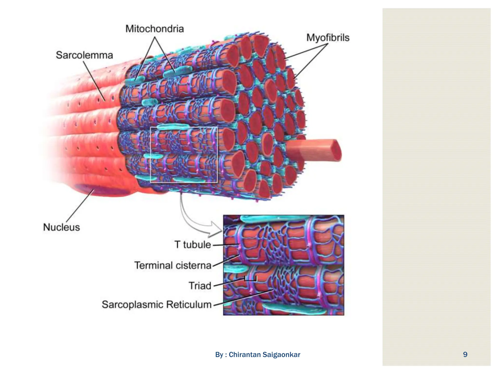 STRUCTURE OF MEAT MUSCLE AND ASSOCIATED TISSUES.pptx