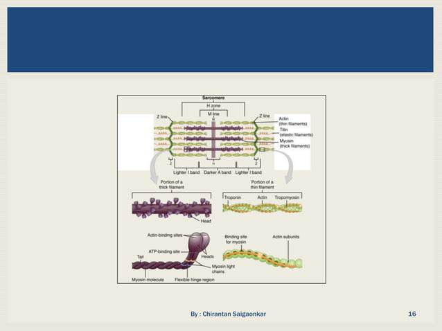 STRUCTURE OF MEAT MUSCLE AND ASSOCIATED TISSUES.pptx
