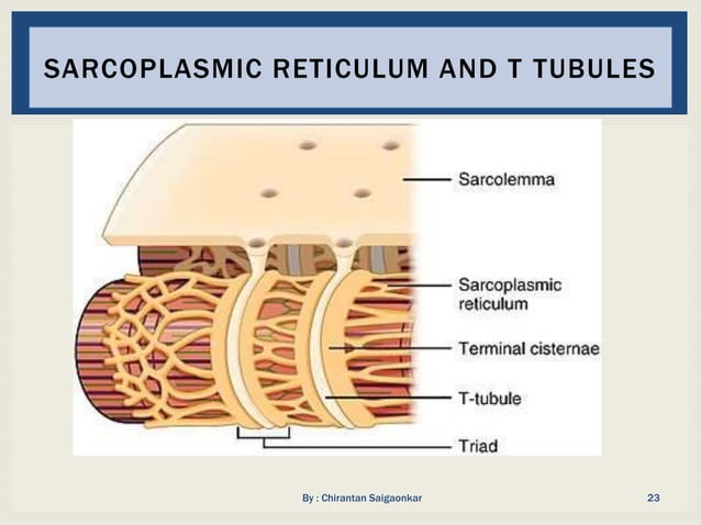 STRUCTURE OF MEAT MUSCLE AND ASSOCIATED TISSUES.pptx