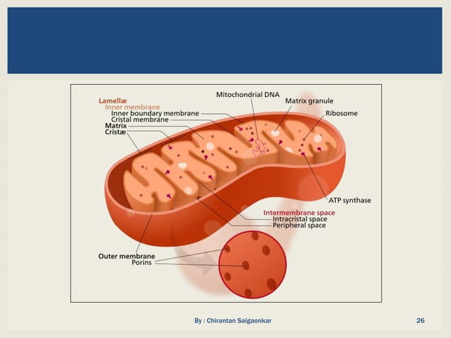 STRUCTURE OF MEAT MUSCLE AND ASSOCIATED TISSUES.pptx
