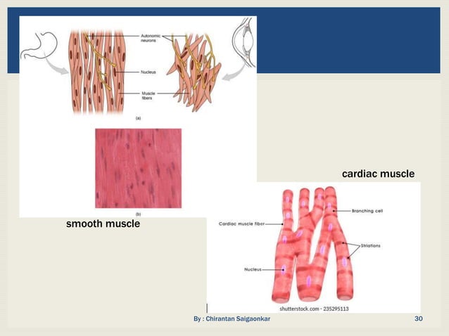 STRUCTURE OF MEAT MUSCLE AND ASSOCIATED TISSUES.pptx