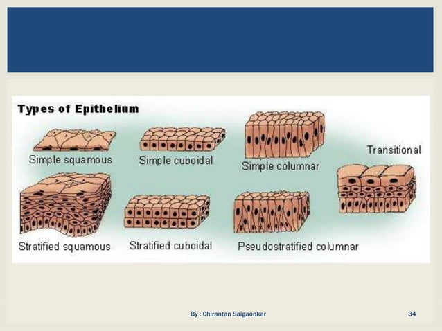 STRUCTURE OF MEAT MUSCLE AND ASSOCIATED TISSUES.pptx