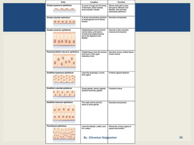 STRUCTURE OF MEAT MUSCLE AND ASSOCIATED TISSUES.pptx