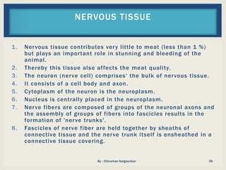 STRUCTURE OF MEAT MUSCLE AND ASSOCIATED TISSUES.pptx