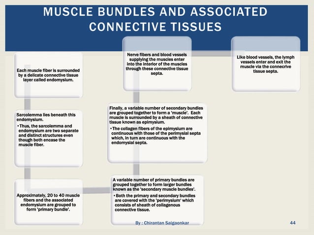 STRUCTURE OF MEAT MUSCLE AND ASSOCIATED TISSUES.pptx