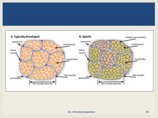 STRUCTURE OF MEAT MUSCLE AND ASSOCIATED TISSUES.pptx