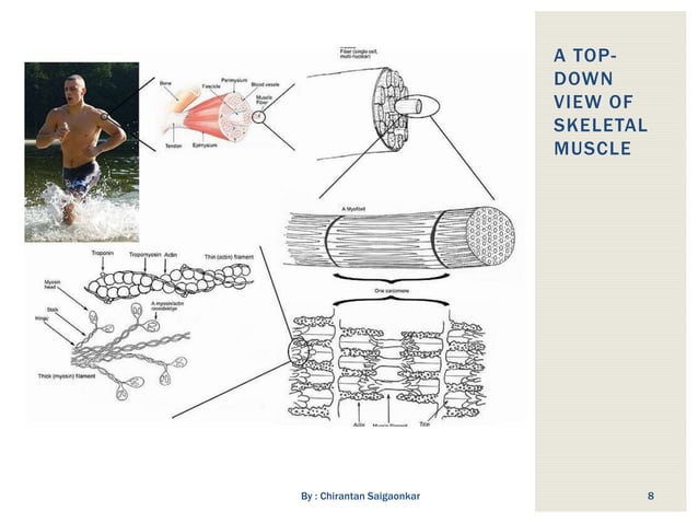 STRUCTURE OF MEAT MUSCLE AND ASSOCIATED TISSUES.pptx