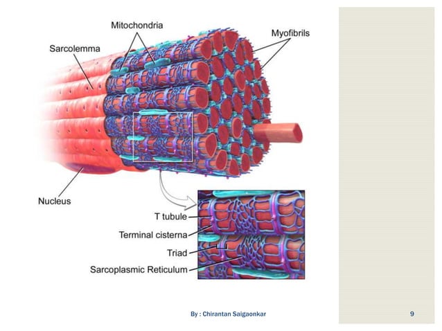 STRUCTURE OF MEAT MUSCLE AND ASSOCIATED TISSUES.pptx