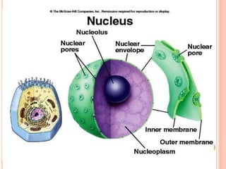 Structure of membrane | PPTX