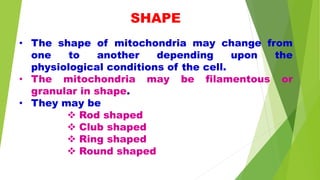 Topic: Structure of Mitochondria- zoology | PDF