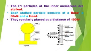 Topic: Structure of Mitochondria- zoology | PDF