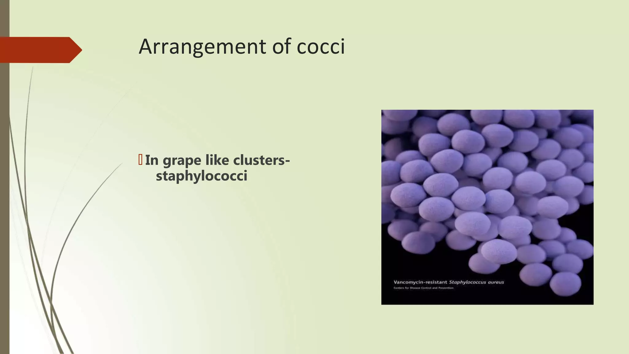 structure of mo.pptx