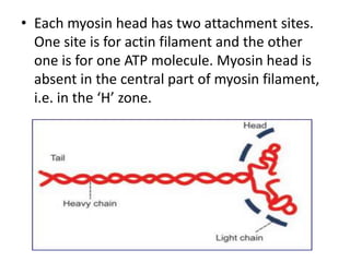 Structure of muscle | PPTX
