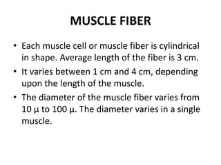 Structure of muscle | PPTX