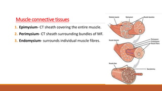 STRUCTURE OF MUSCLE.pptx