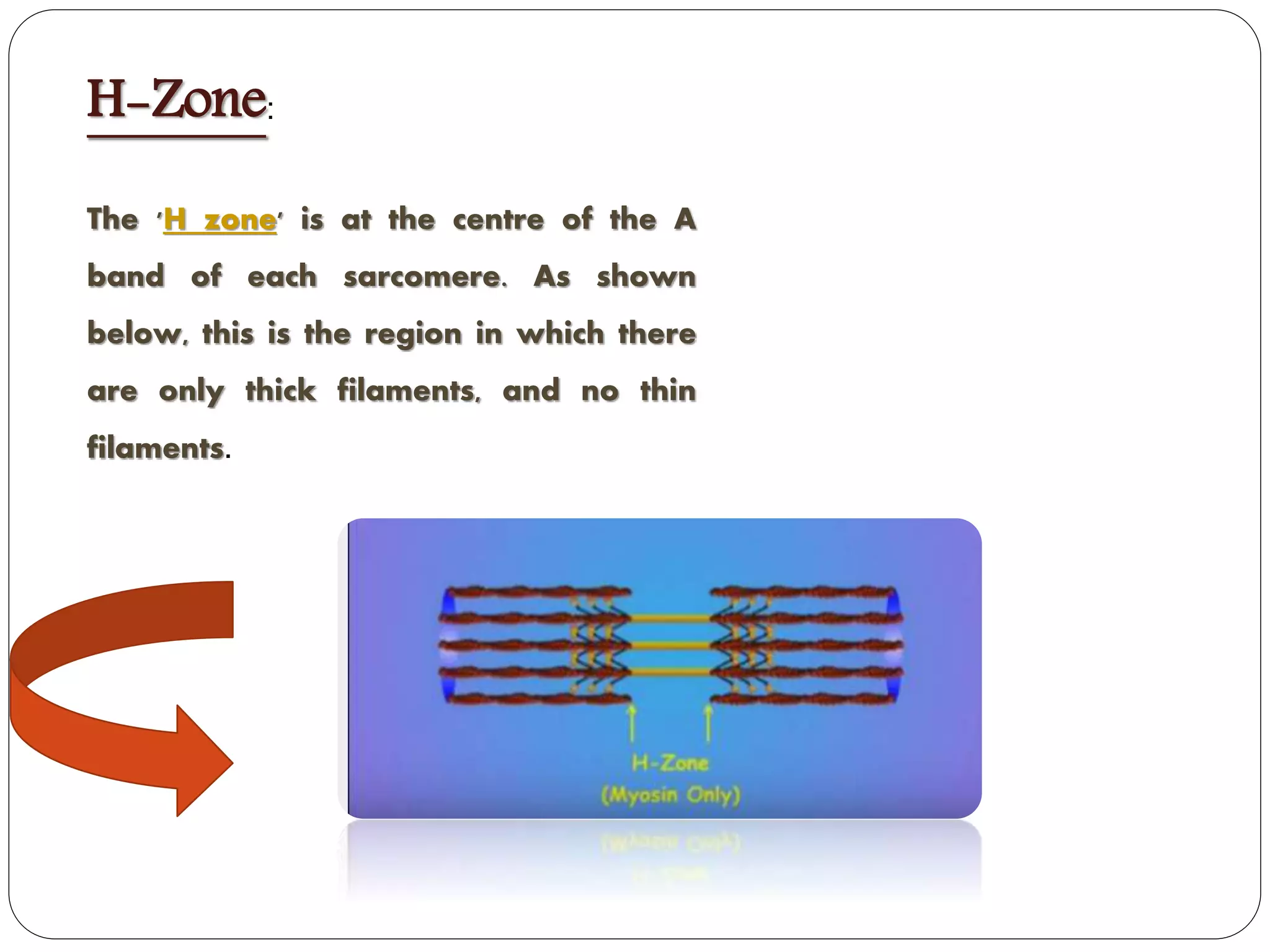 Structure of muscle contraction | PPTX