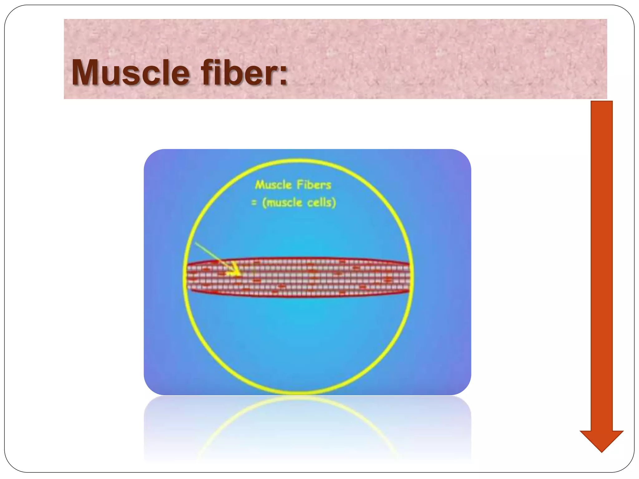 Structure of muscle contraction | PPTX
