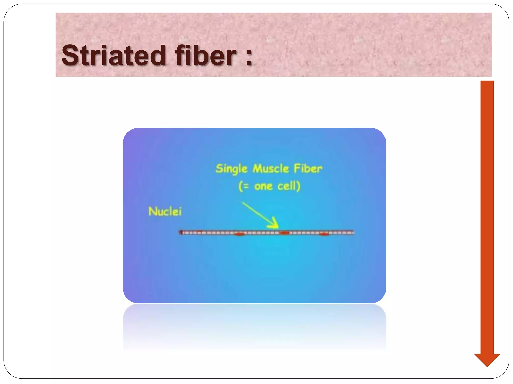 Structure of muscle contraction | PPTX