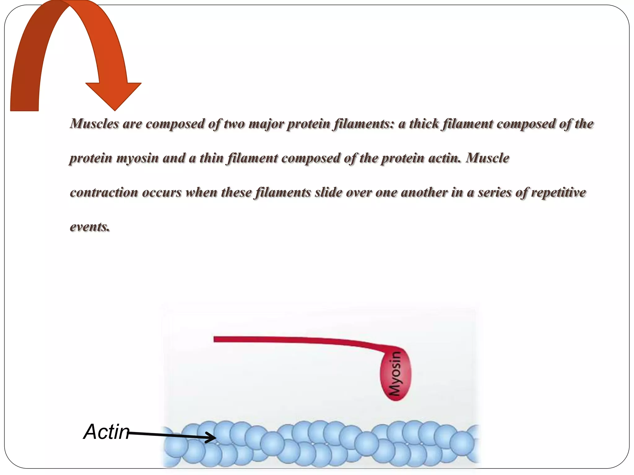 Structure of muscle contraction | PPTX