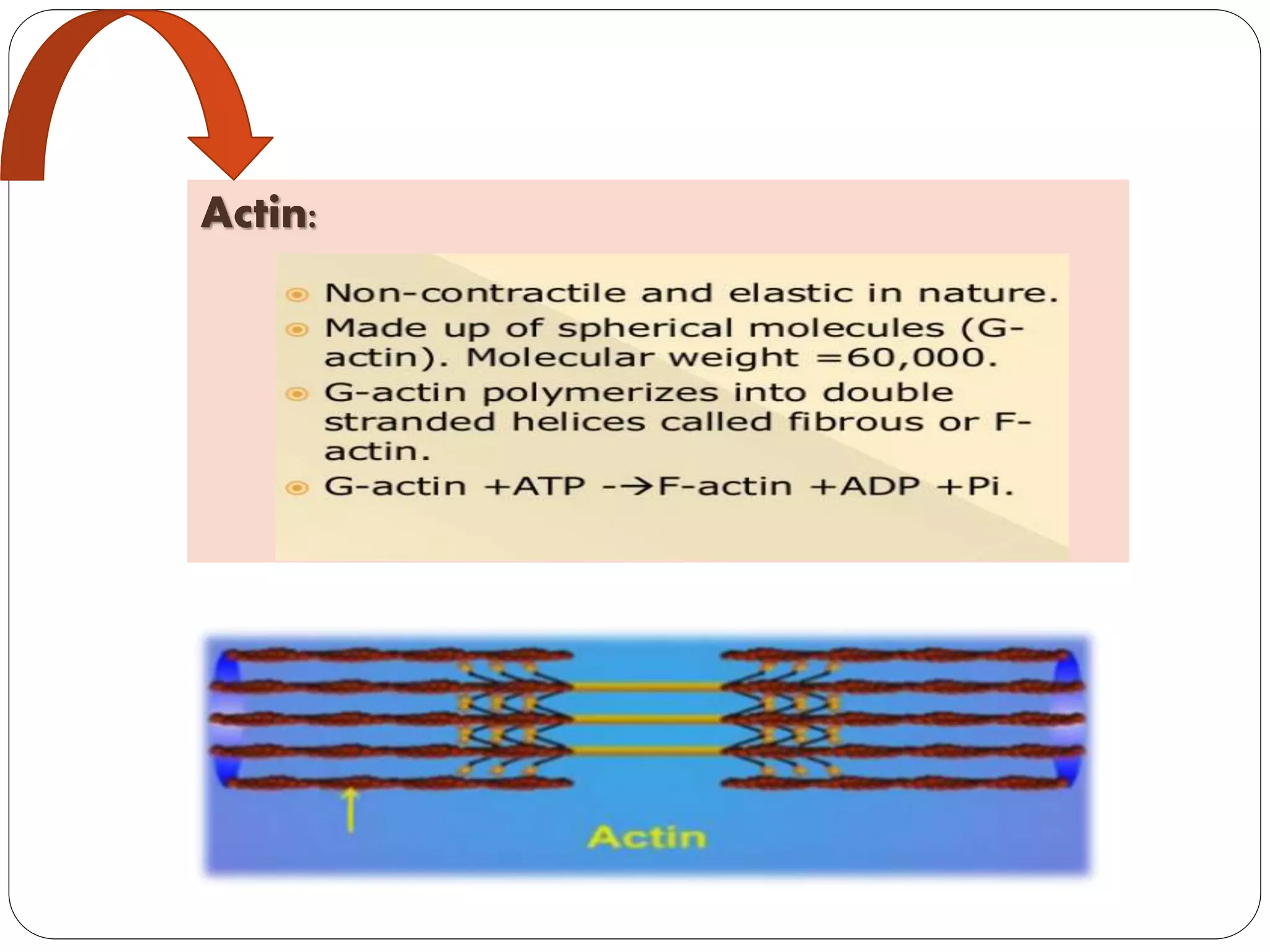 Structure of muscle contraction | PPTX