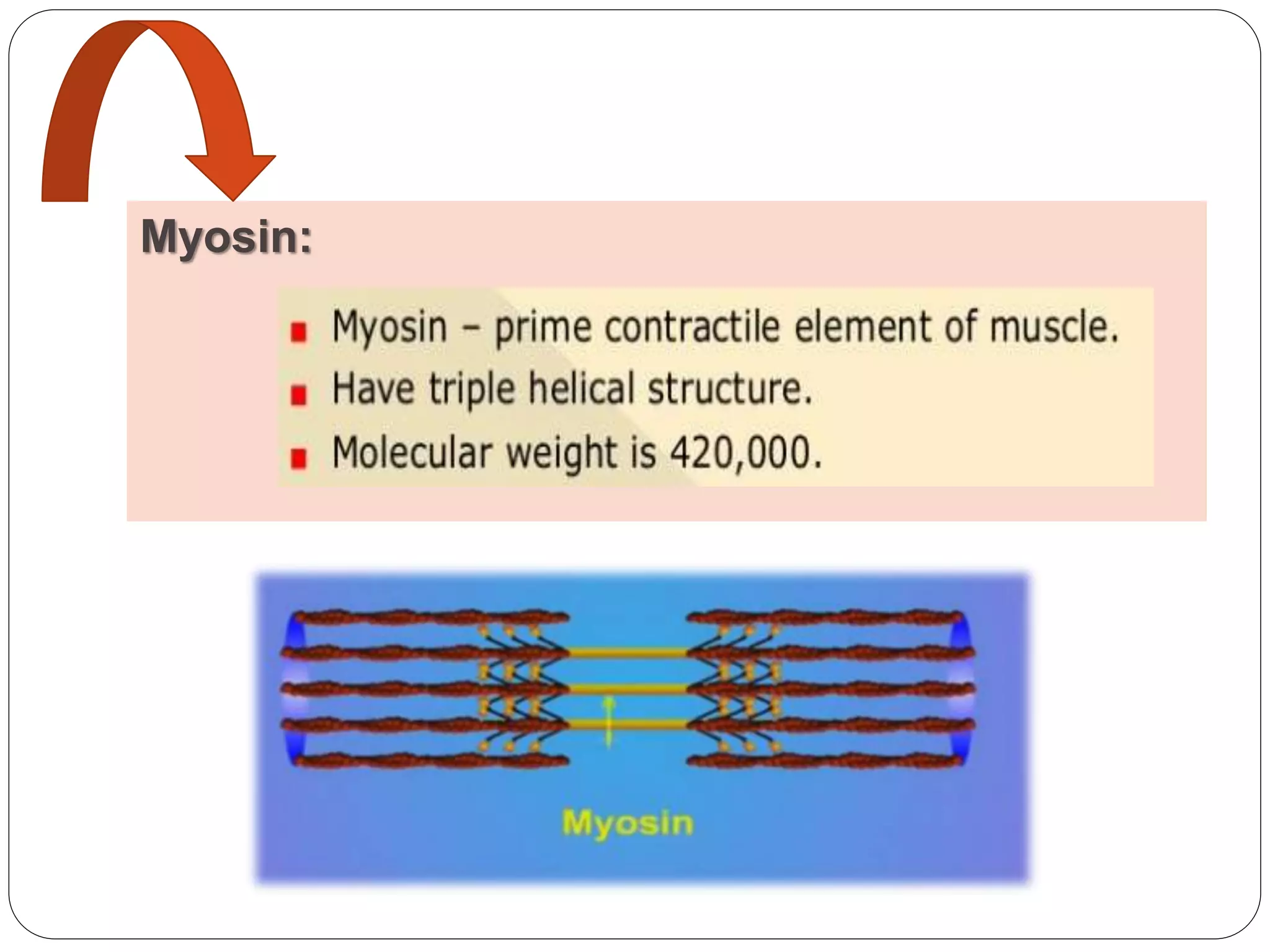 Structure of muscle contraction | PPTX
