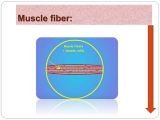Structure of muscle contraction | PPTX