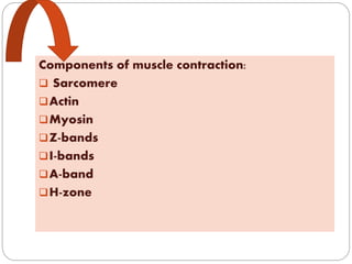 Structure of muscle contraction | PPTX