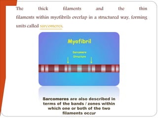 Structure of muscle contraction | PPTX