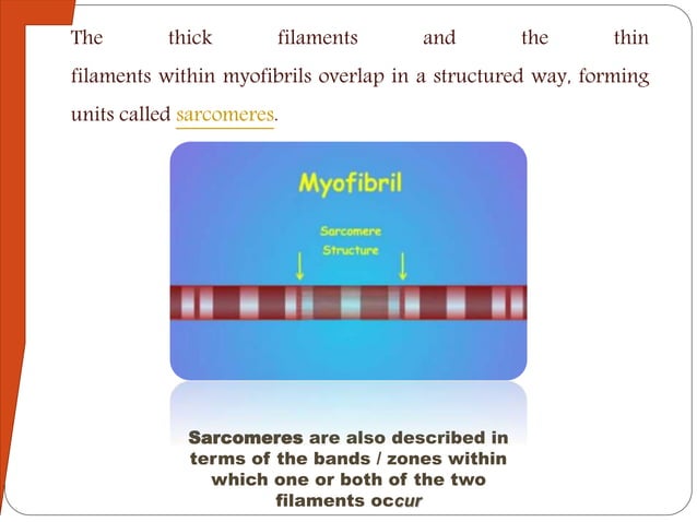Structure of muscle contraction | PPTX