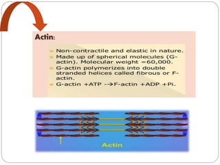 Structure of muscle contraction | PPTX