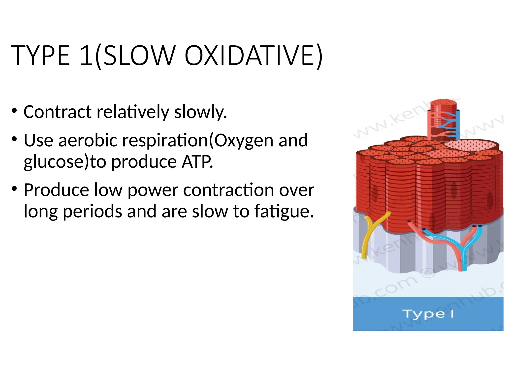 Structure of muscle fibers Simplified PPT | PPTX